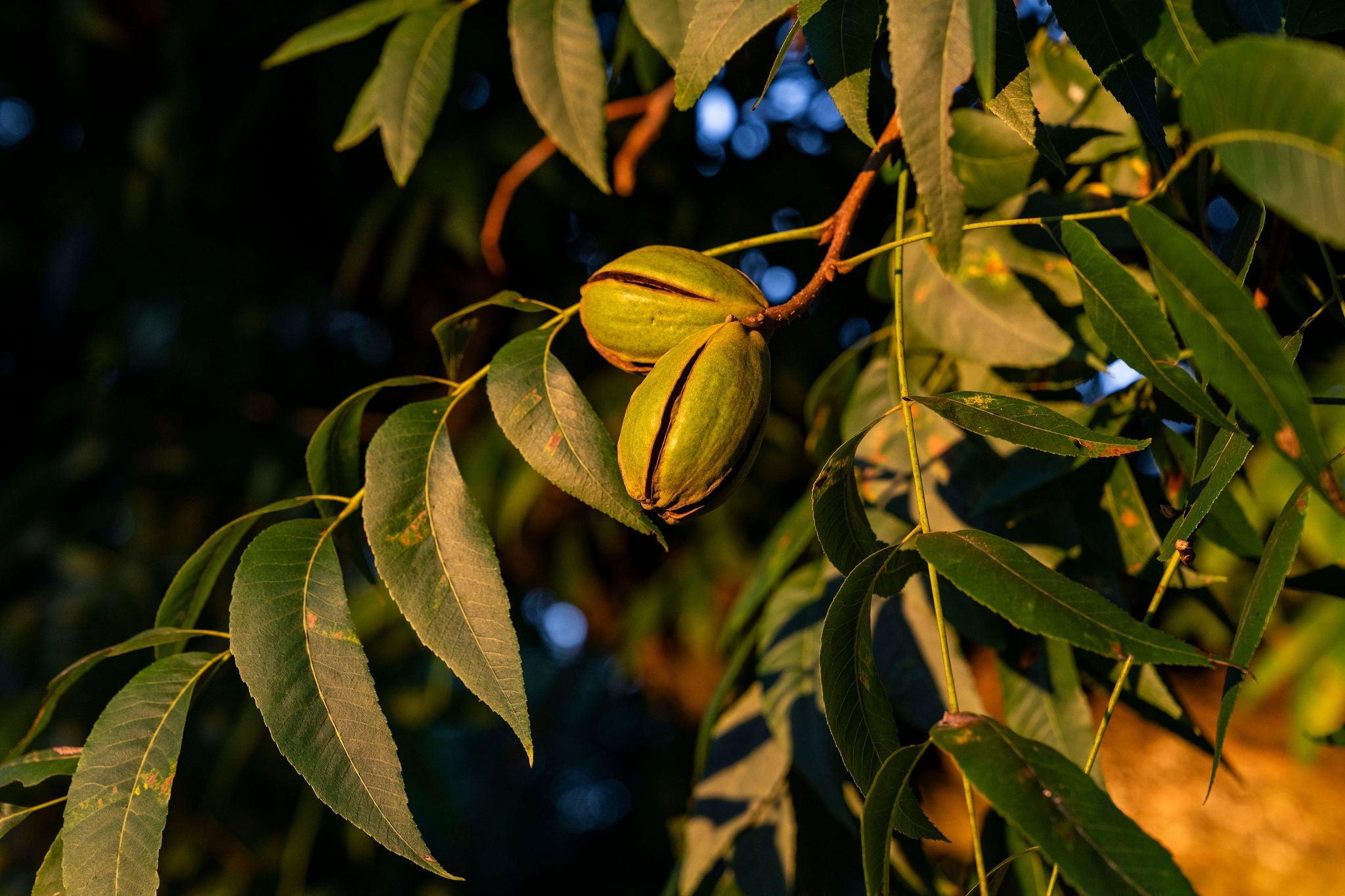 Buy Pecans Online – Pearson Farm