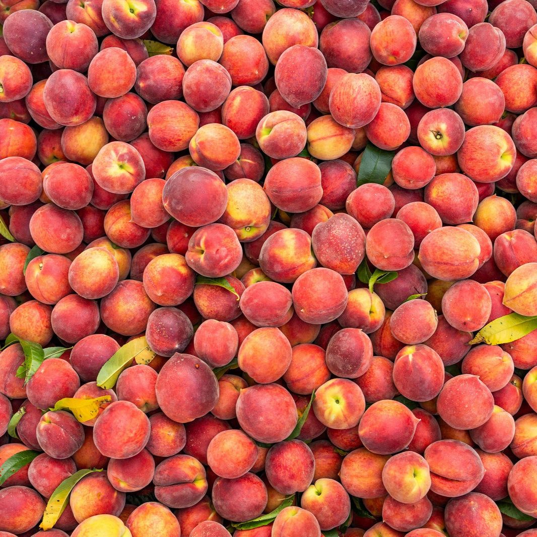 Buy Fresh Georgia Peaches Online – Pearson Farm