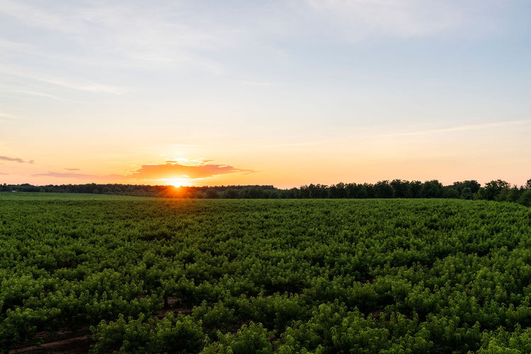 Fresh Georgia Peaches & Pecans | Buy Online | Pearson Farm