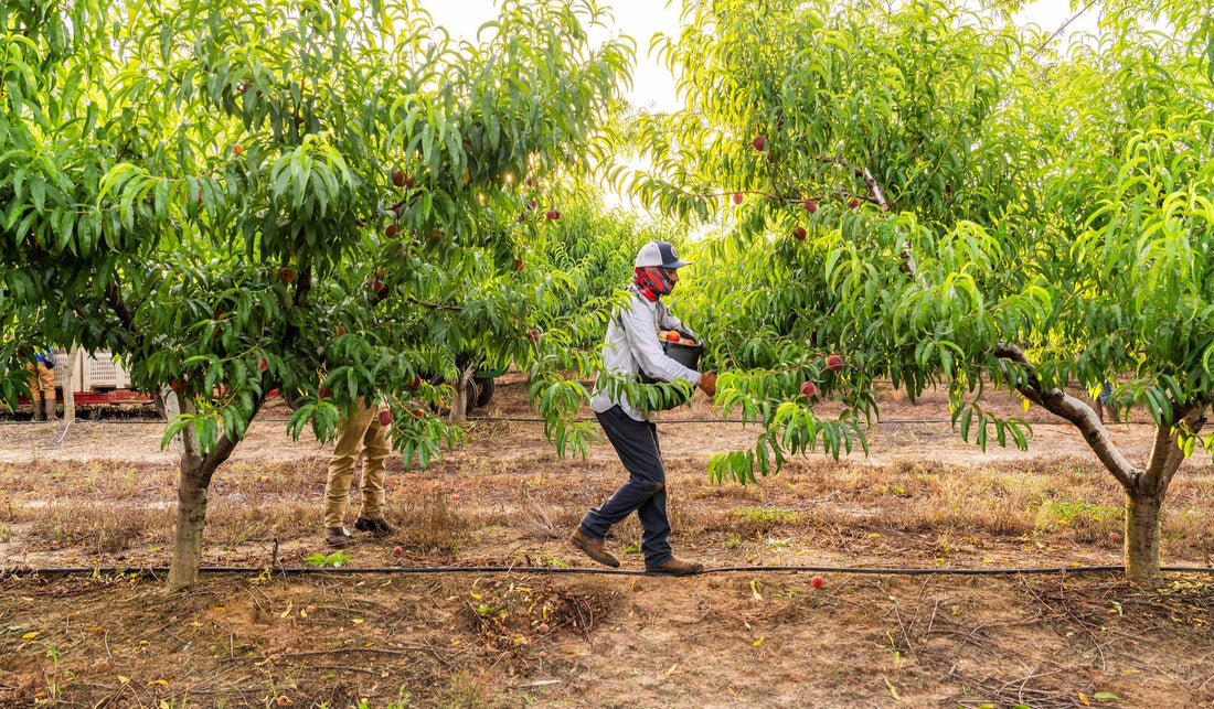 Leads – Pearson Farm