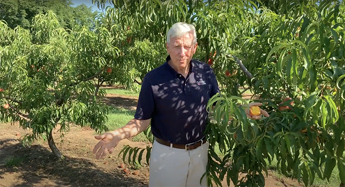 About Pearson Farm